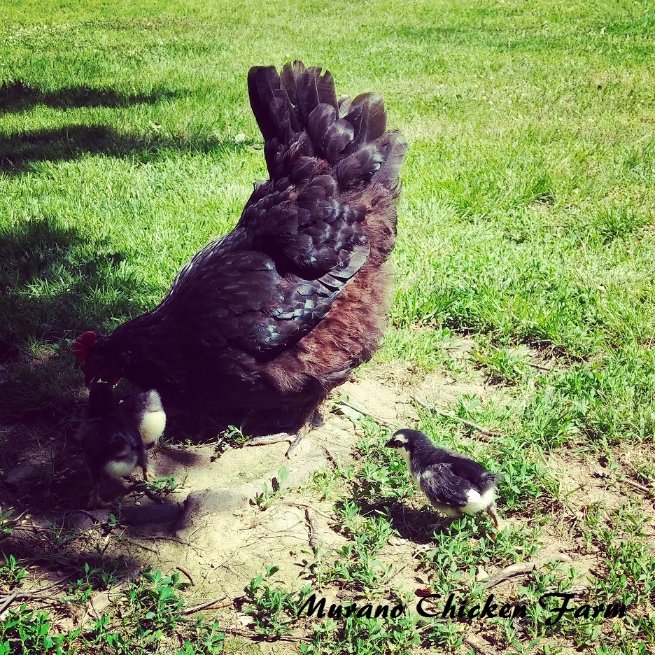 How to add a rooster to the flock - Murano Chicken Farm