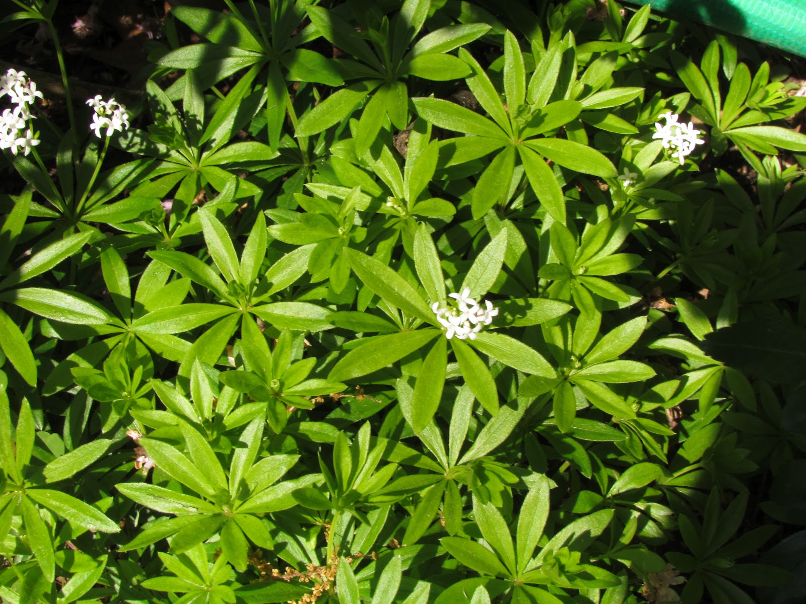 The Healthy Nut: Sweet Woodruff - May Wine Herb