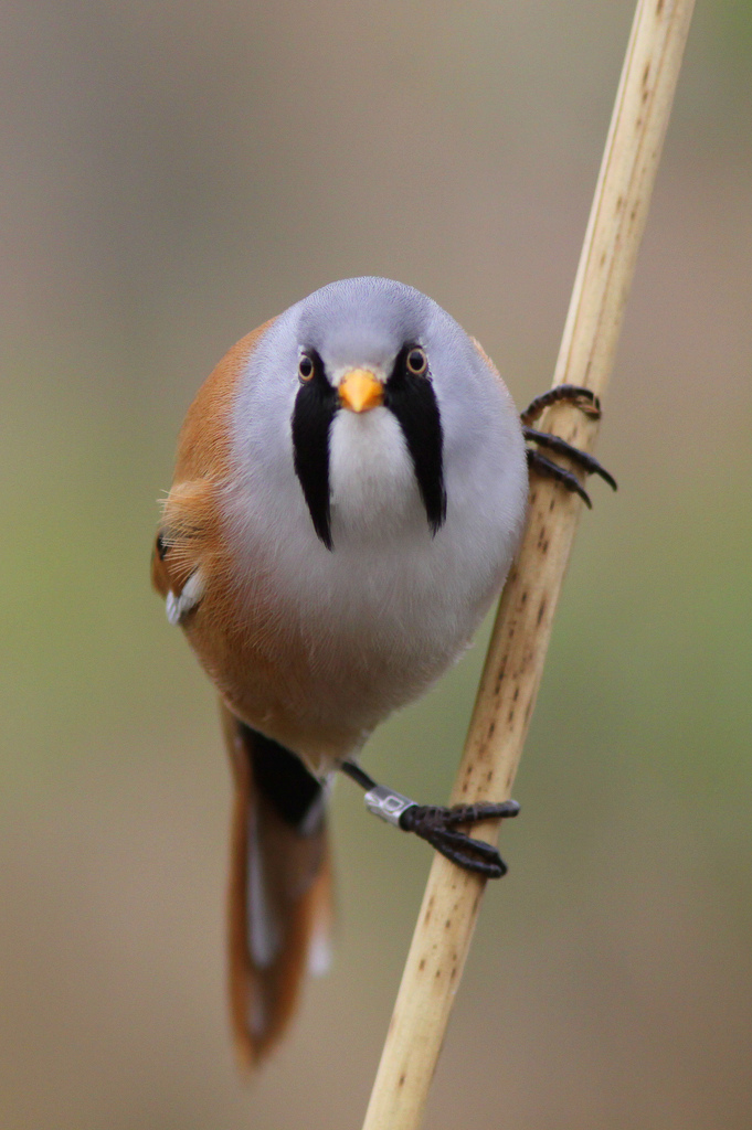 Bearded Reedling - Trend burung