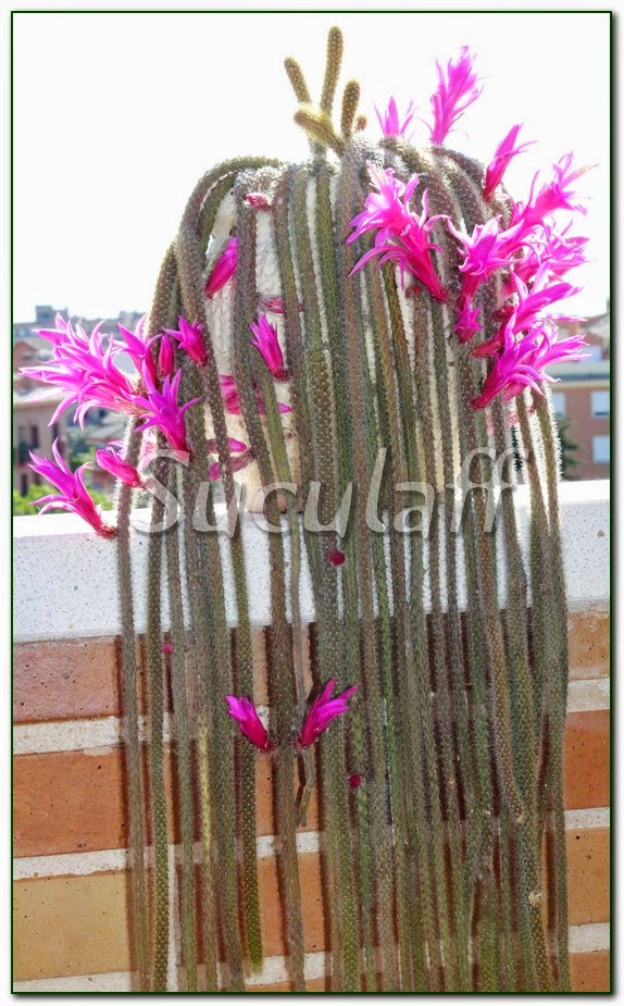 Aporocactus flageliformis - Cola de rata, Colgante, Flor del cuerno ...