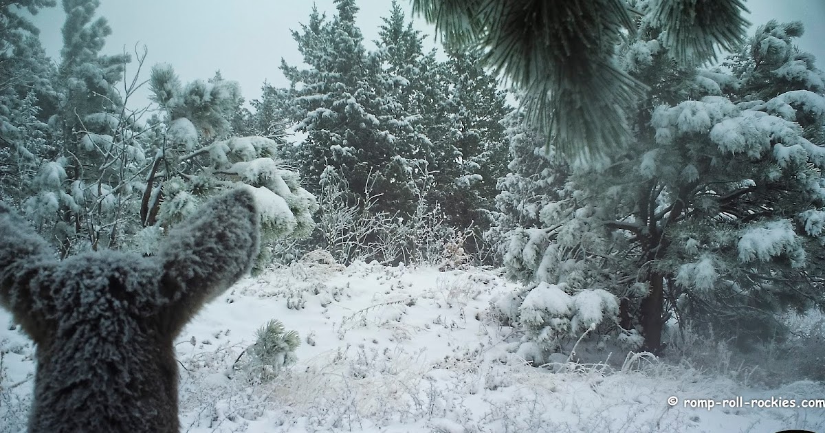 Romping and Rolling in the Rockies: Nature Friday - Wildlife in a ...