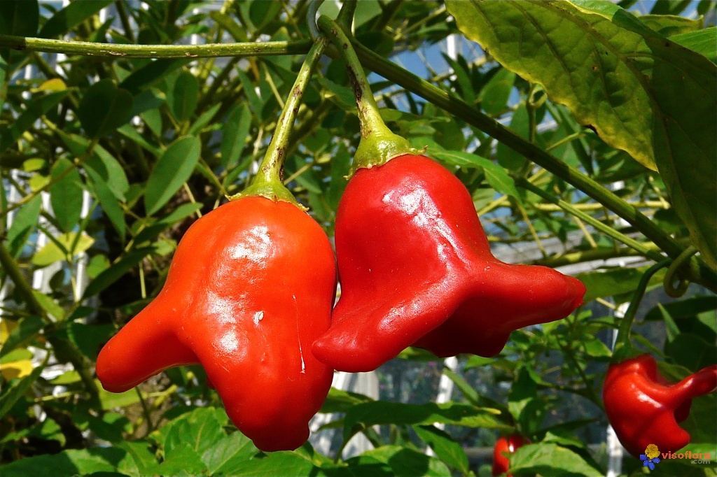 Mister Flower: Πιπερια (Capsicum annum), η χιλιοπρόσωπη Κυρία