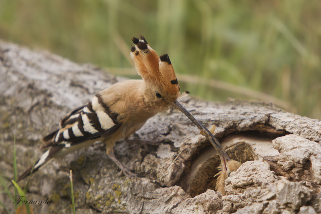 Pasión por la Naturaleza: La Puput