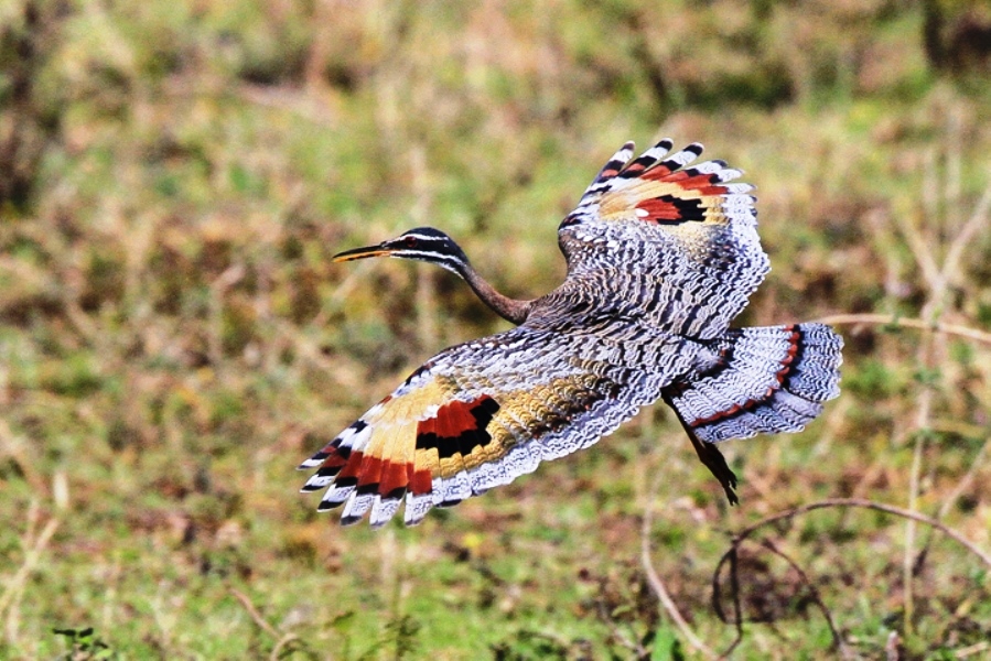SUNBITTERN BIRD photos - wallpapers (ανανεωμένο) | the fun bank