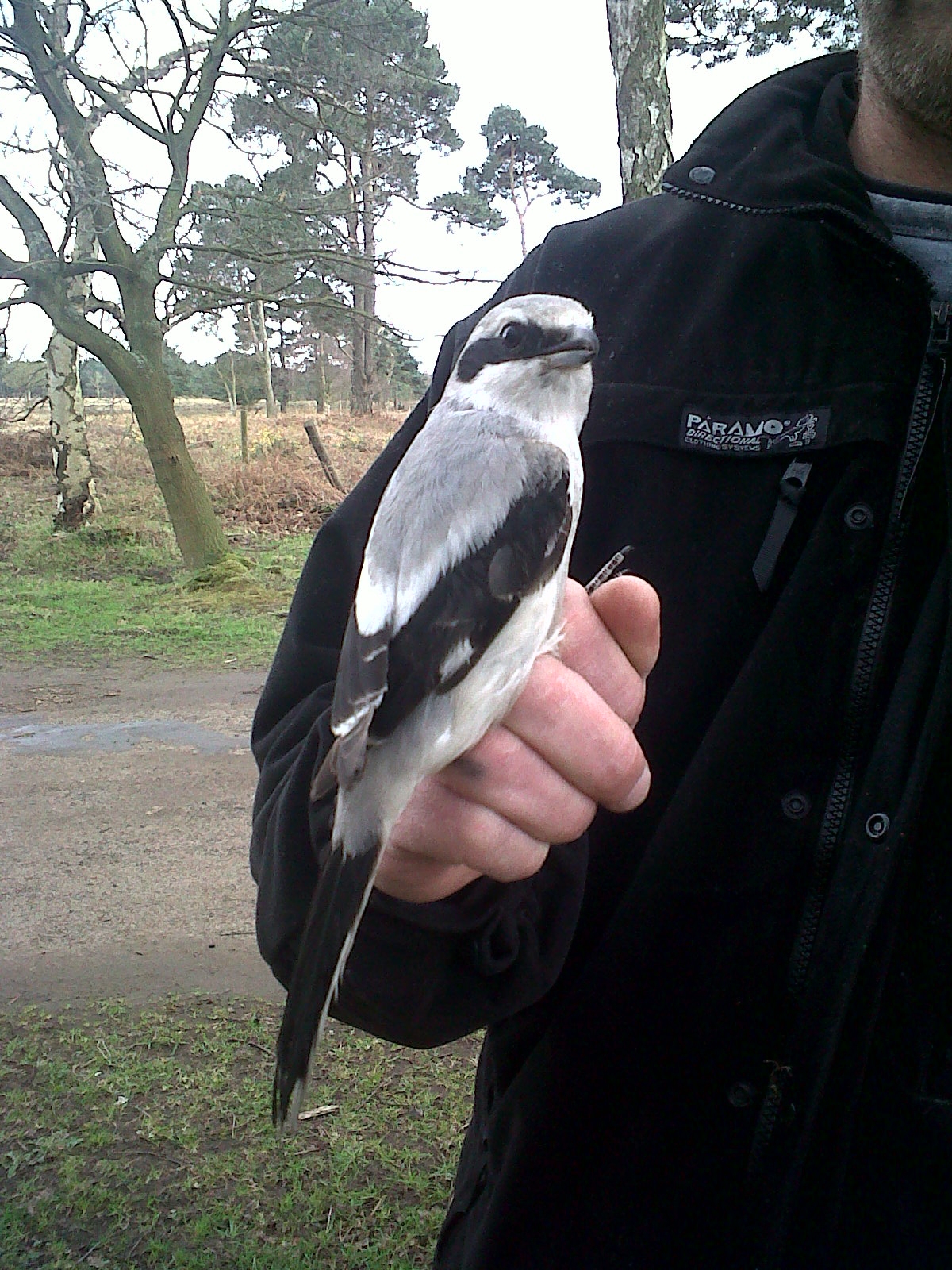 A.W.Birder: Always on the lookout for fine birds...: Glaucous Gull ...
