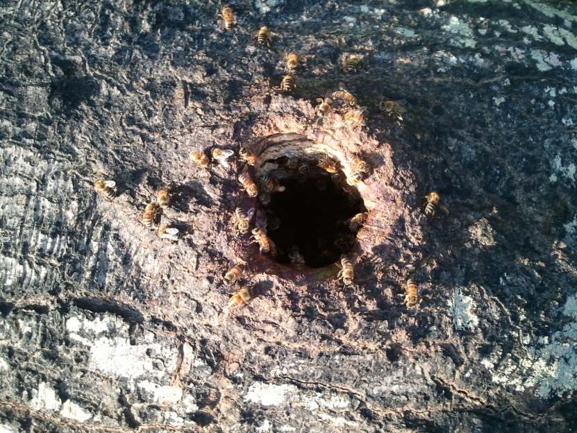Mark's Farm Tochok: Bees in a tree