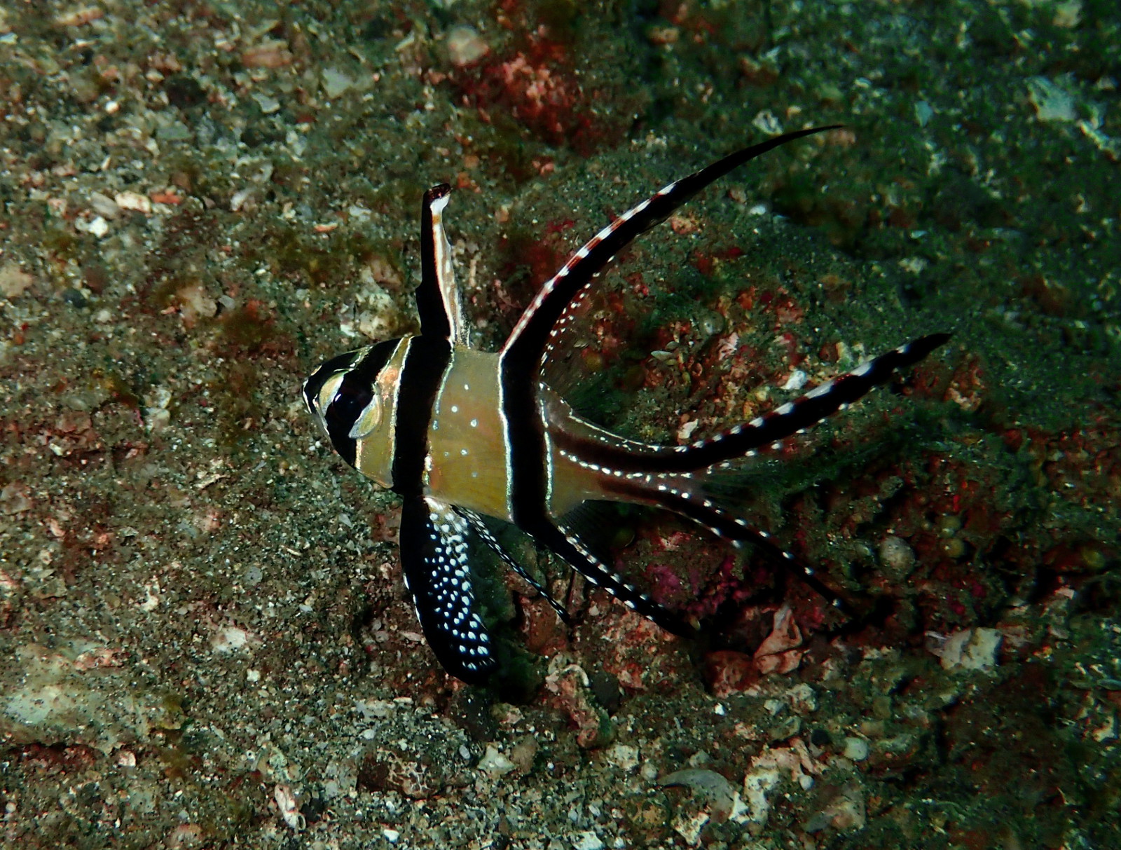 BANGGAI CARDINAL FISH photos - wallpapers (ανανεωμένο) | the fun bank