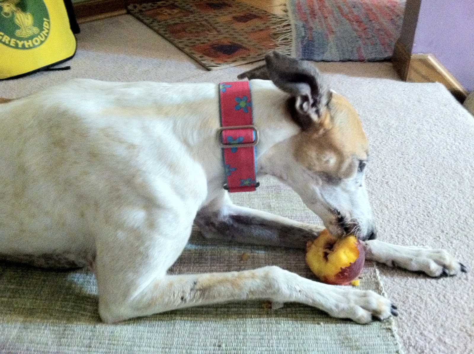 Northern Lights Greyhound Adoption Dog Blog: NLGA Photo Roundup ...