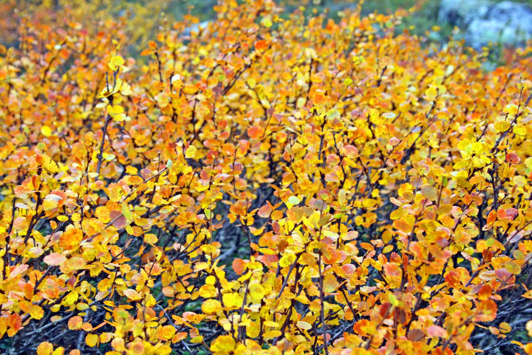 RUKATUKSELA - tarinoita tievoilta, tuntureilta ja tammukkapuroilta.: Ruska