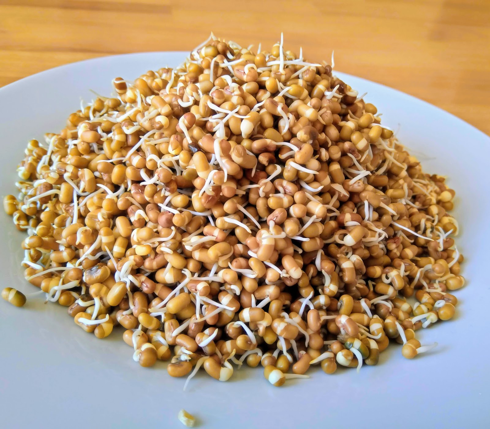 HOW TO SPROUT MOTH BEANS AT HOME