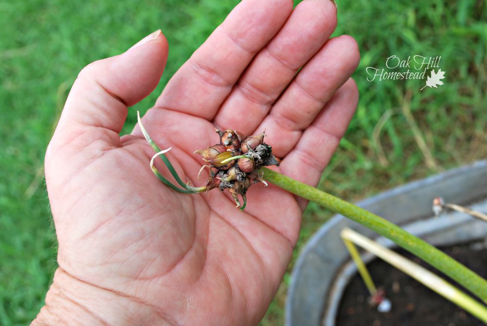 How to Grow Walking Onions - Oak Hill Homestead