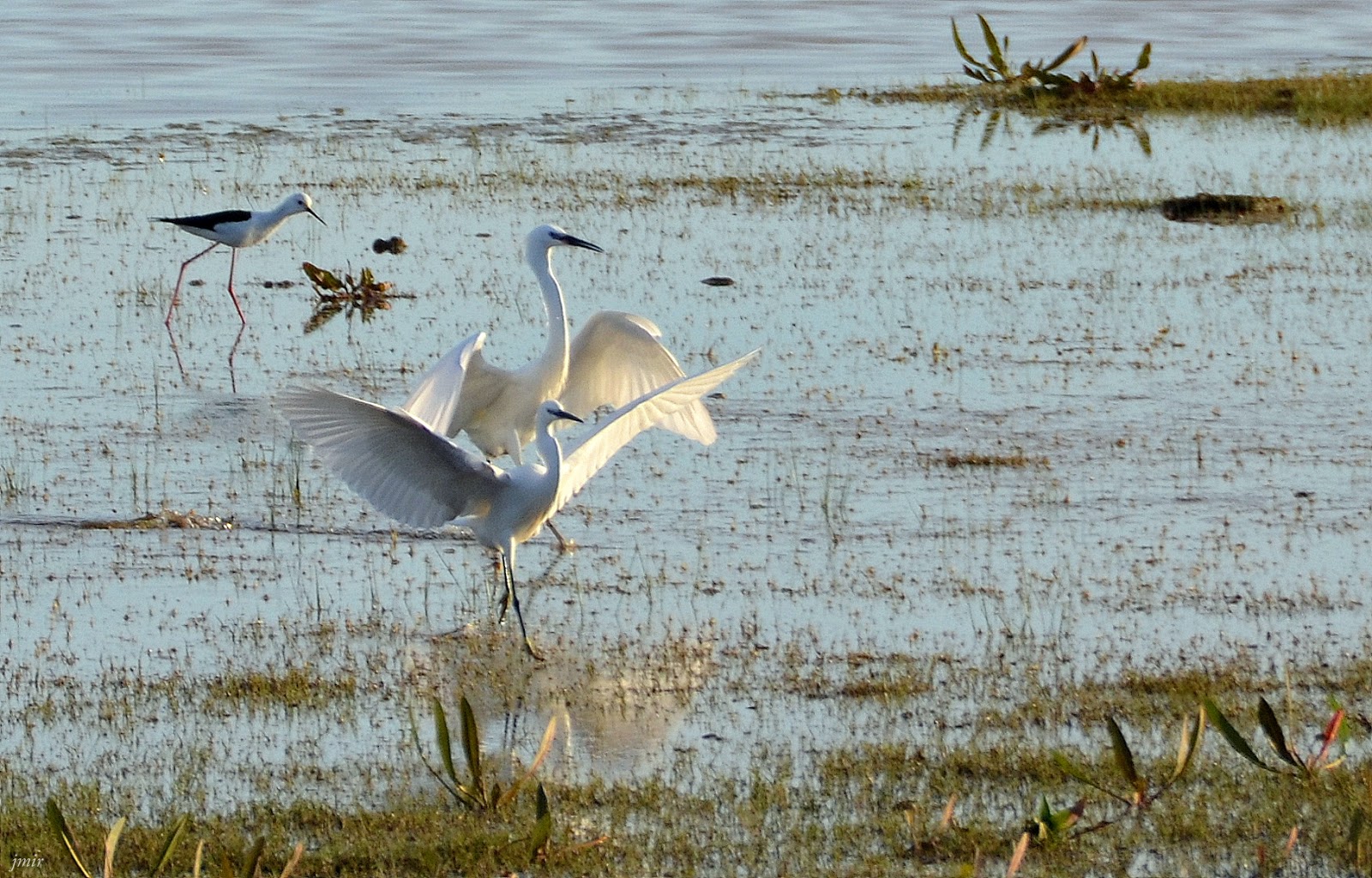 jmir: Las Marismas de Huelva