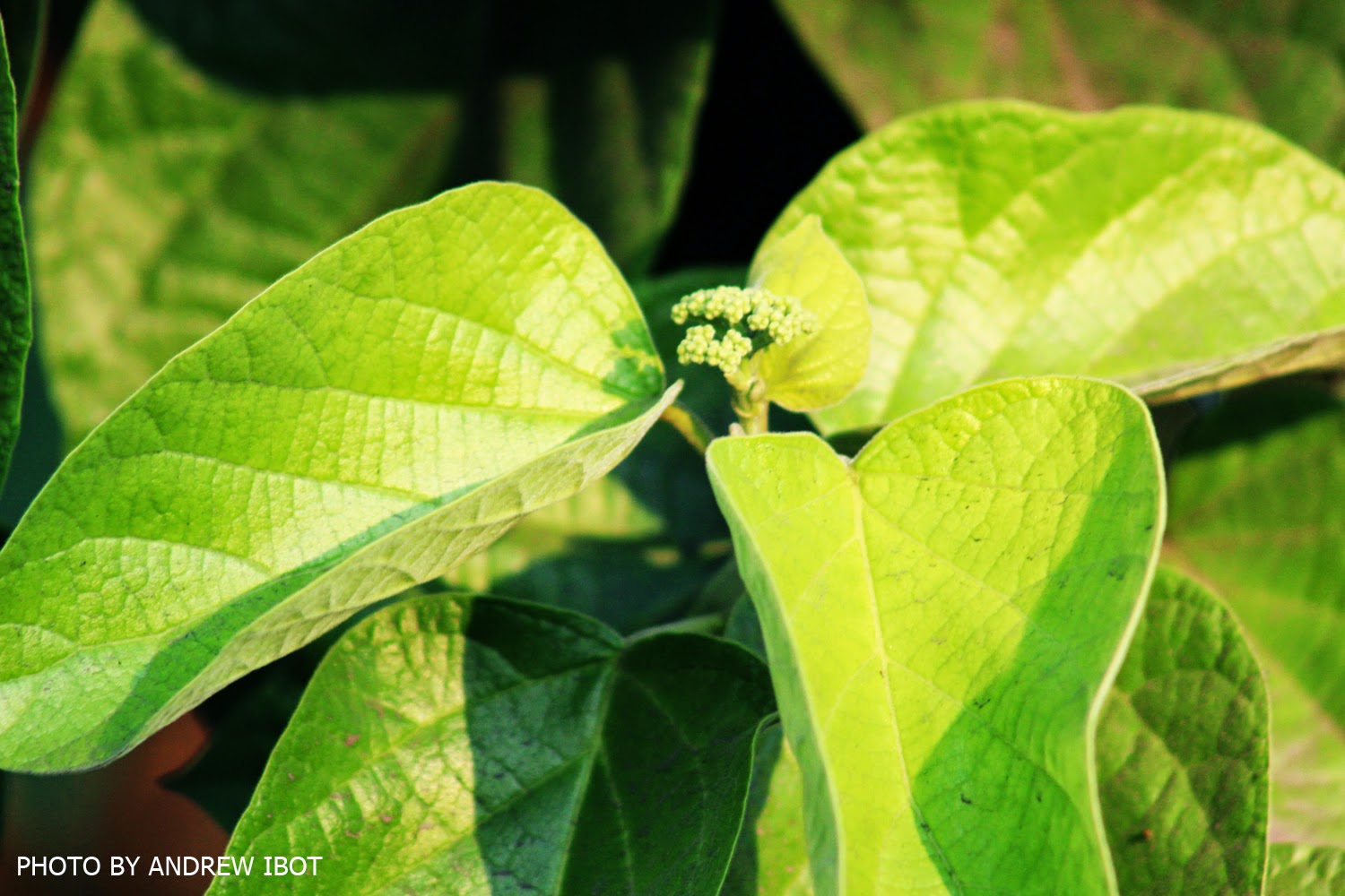 Ako si ANDREW IBOT!: Alagaw (Premna Odorata Blanco)