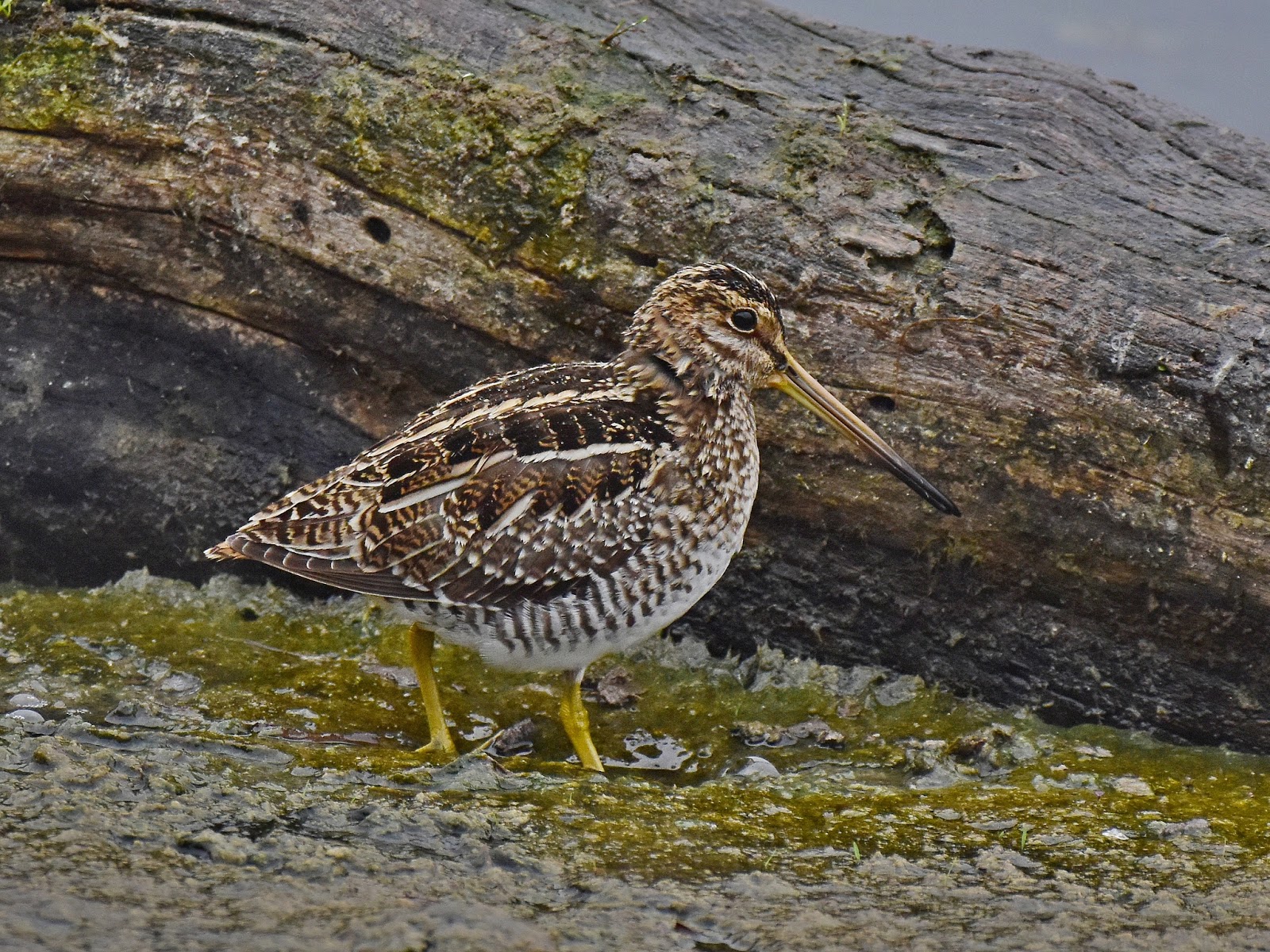 1410 OakWooD: Hard Wetland Birds