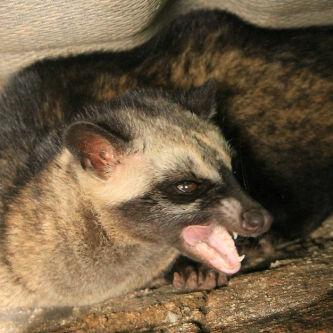 Jenis-jenis Musang :MUSANG LOVERS INDONESIA ( MLI )