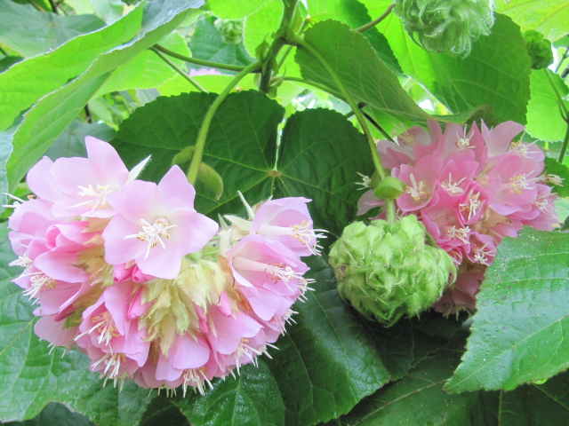 Blogging in Myrtle Glen, a central Florida gardening journal: Tropical ...