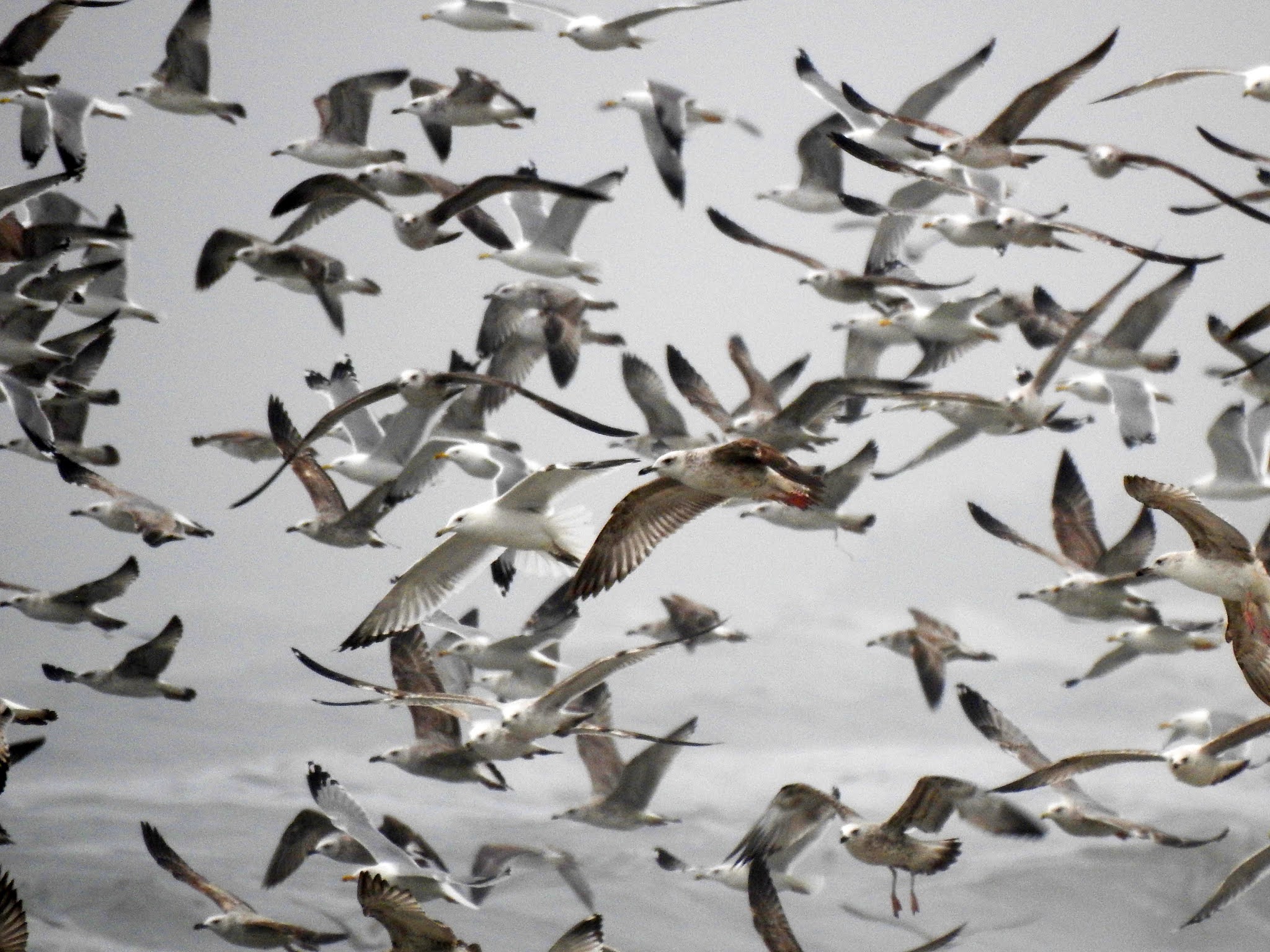 PASARI DIN ROMANIA: PESCARUS CU PICIOARE GALBENE, Larus michahellis
