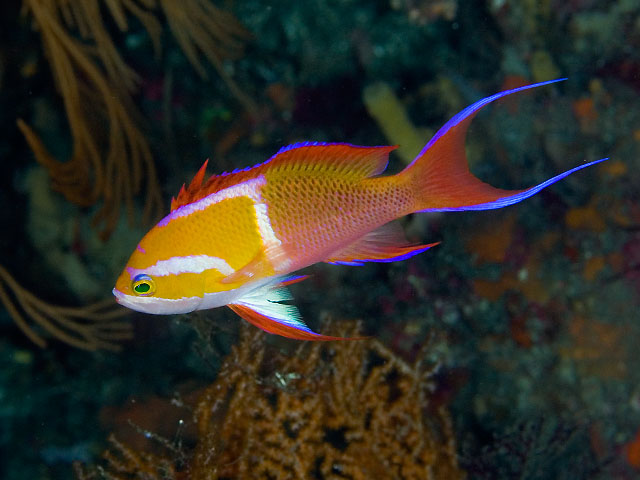 10 jenis ikan hias laut yang jadi incaran - Dunia Akuarium
