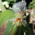 Coelogyne rigida C.S.P.Parish & Rchb.f.