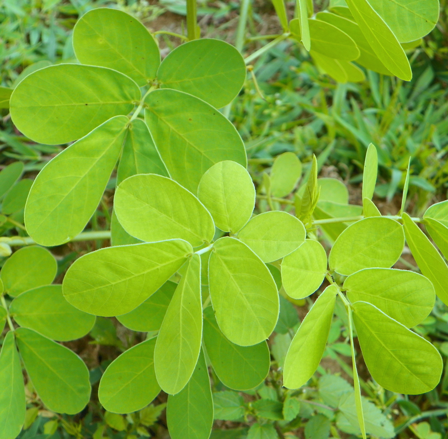 "What's Blooming Now" : Sicklepod (Senna obtusifolia)