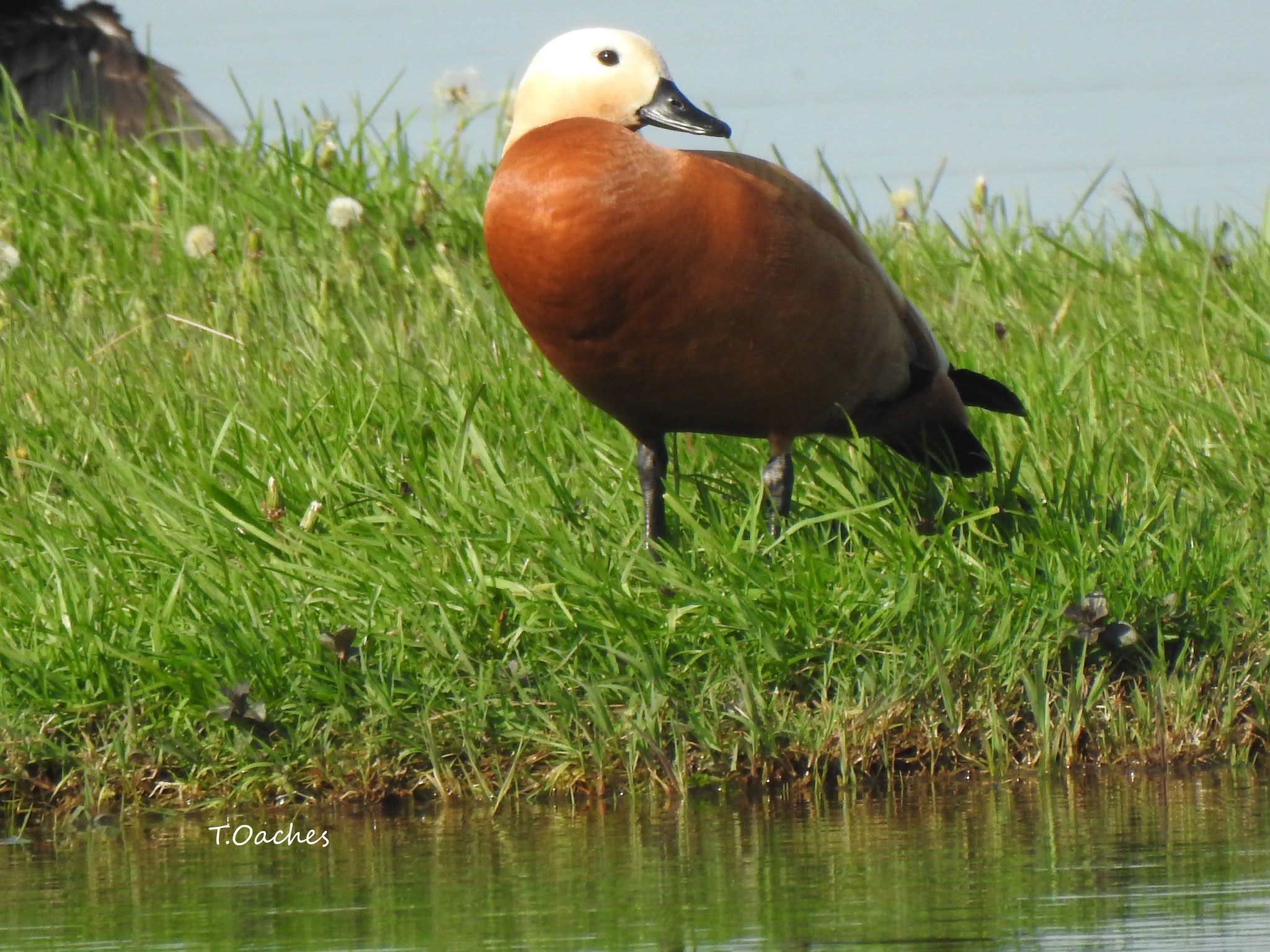 PASARI DIN ROMANIA: CALIFAR ROSU, Tadorna ferruginea