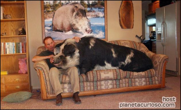 UN BLOG MUY ANIMAL: CERDOS: EL HORROR DE LOS MATADEROS Y LAS GRANJAS DE ...