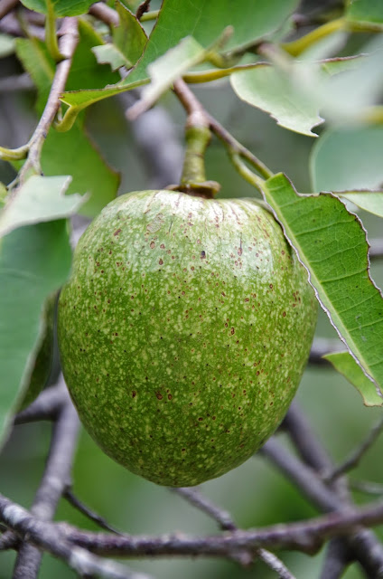 Trees and Plants: Monkey Apple