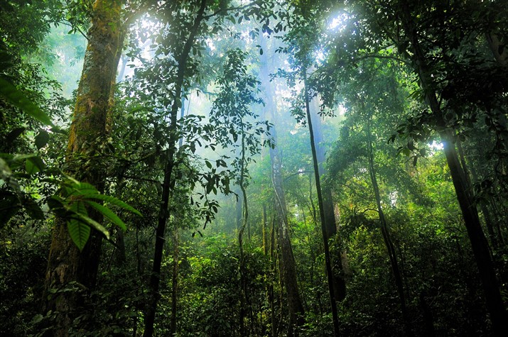 Let's save the Rainforest - Together with WWF and Baidu