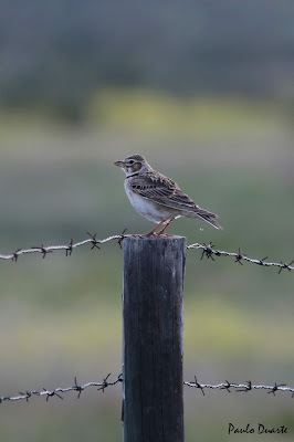 A arte de debicar: A maior das Calhandras....