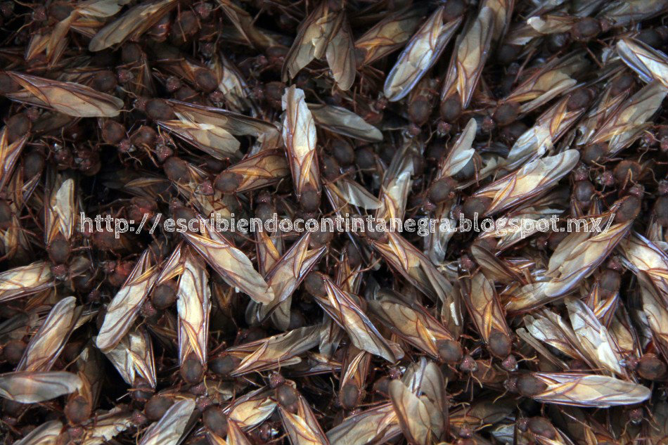Escribiendo con "Tinta Negra": UN LUJO, COMER CHICATANAS