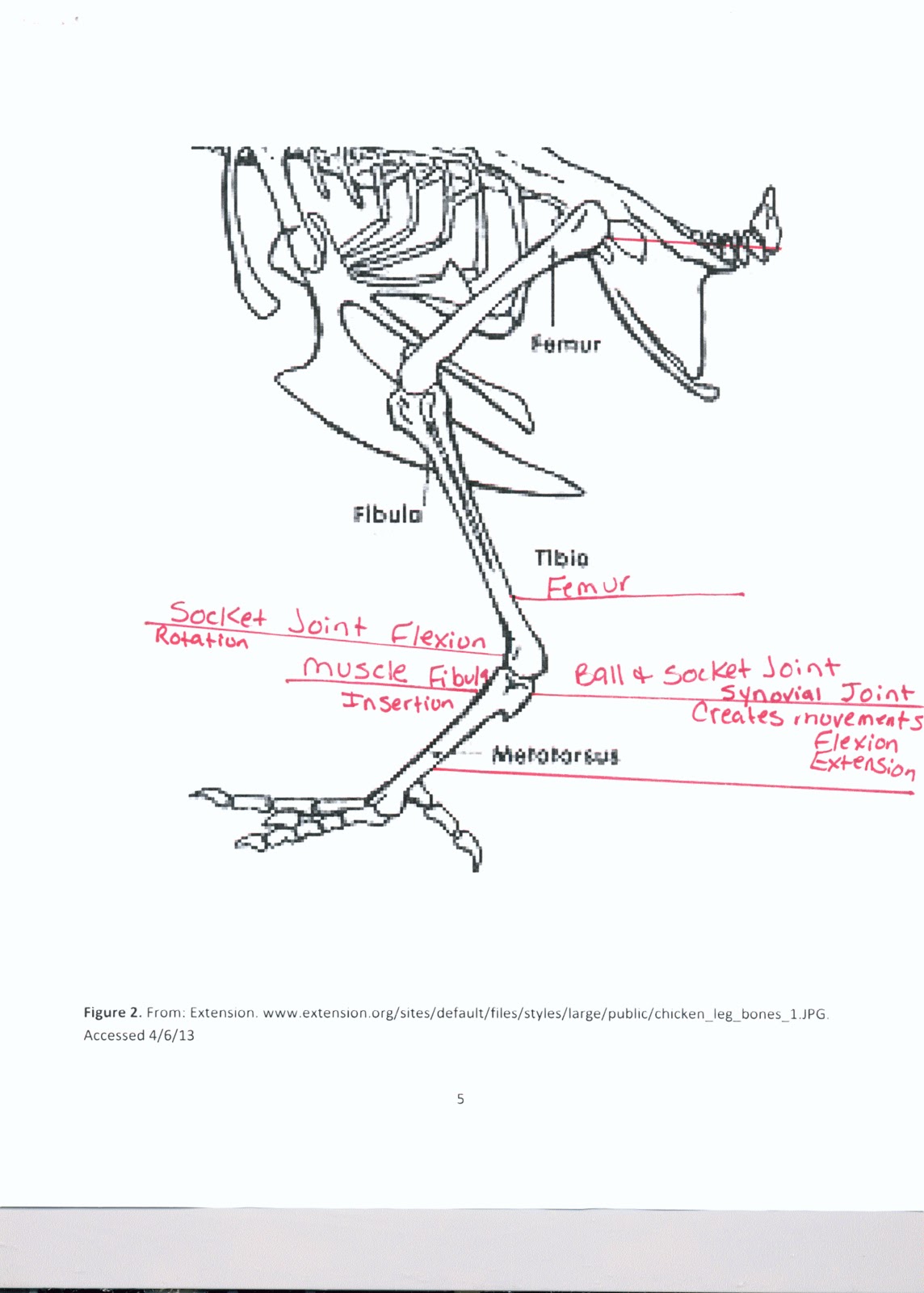 Chicken Thigh Bone Structure at Brandy Marler blog