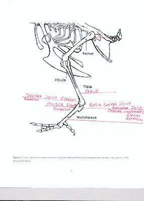 Rebecca: Chicken Leg Dissection