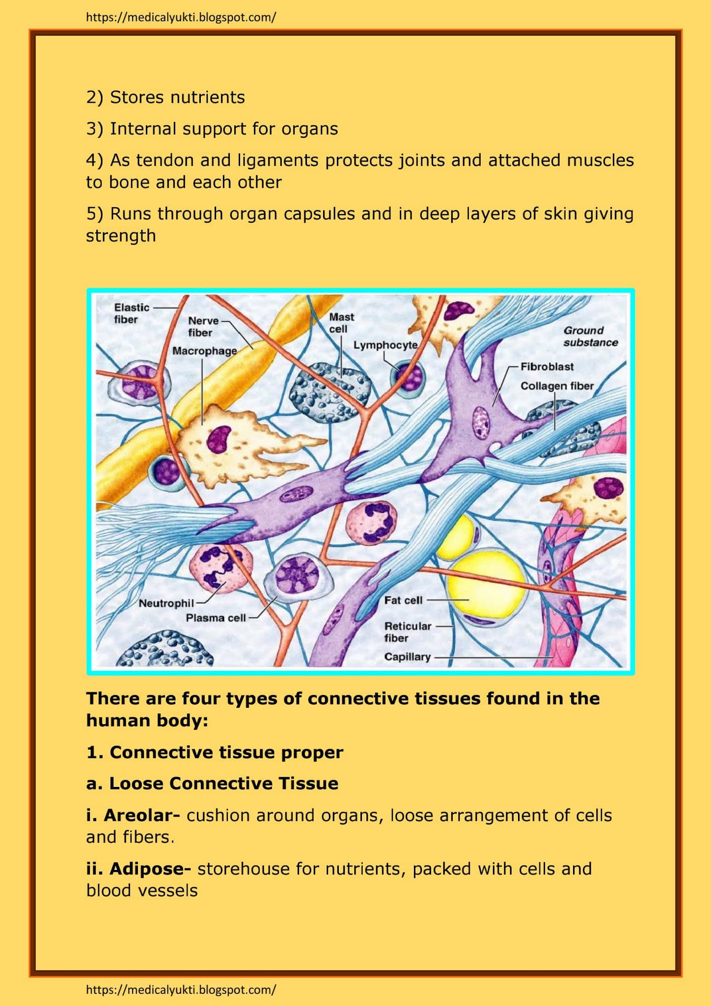 Tissue Anatomy and Physiology - Medical Yukti