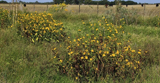 Argentina nativa: Amor seco (Bidens laevis)