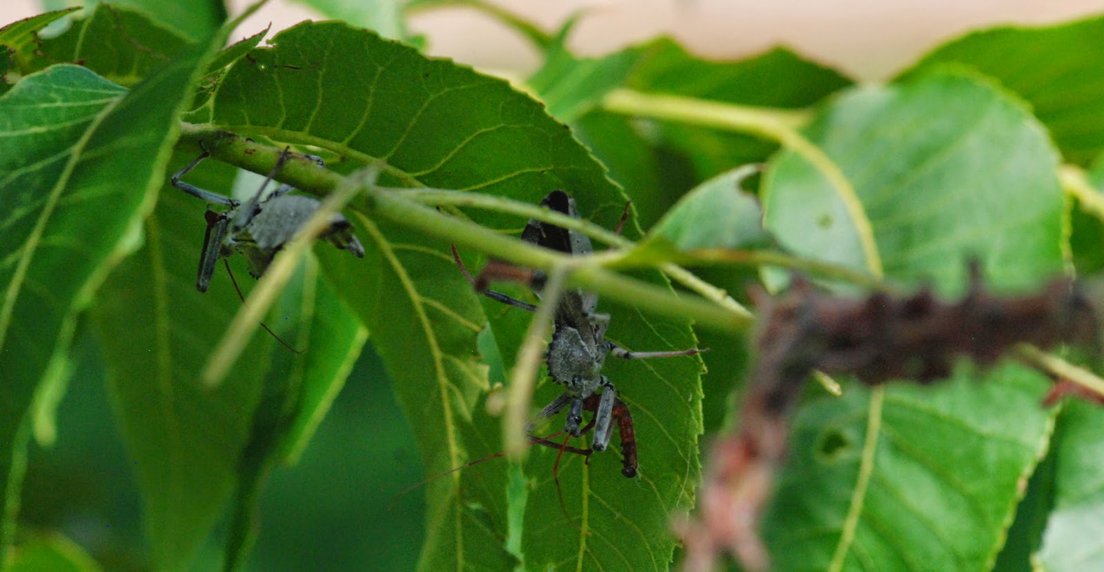 Gaia Garden: Wheel Bugs Vs. Walnut Caterpillars