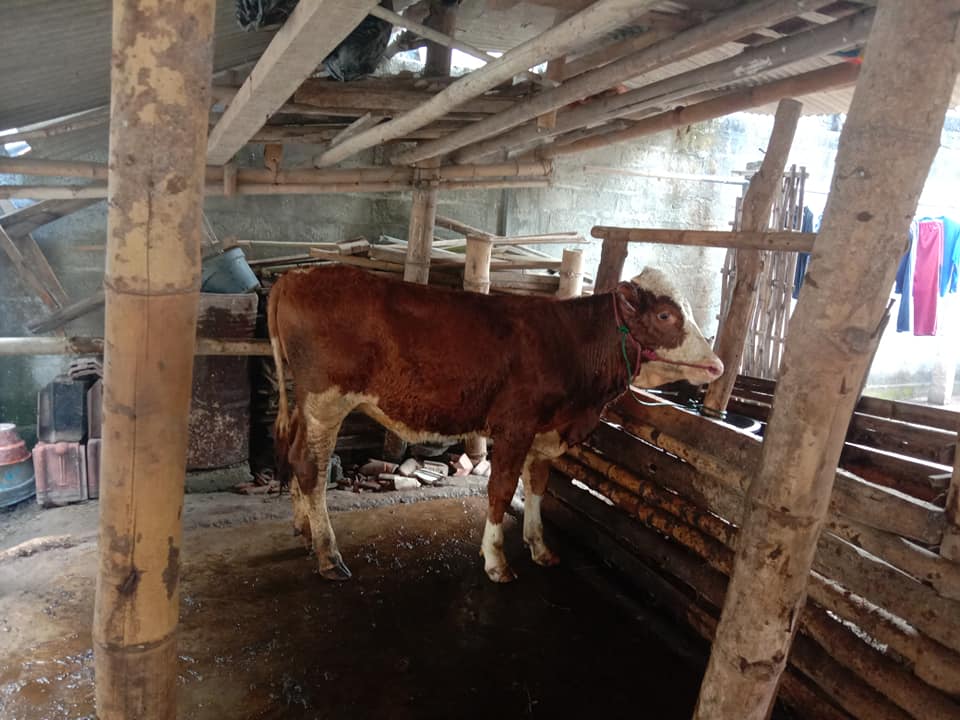 Ciri - Ciri, Keunggulan, dan Karakteristik Sapi Simental atau Sapi Metal