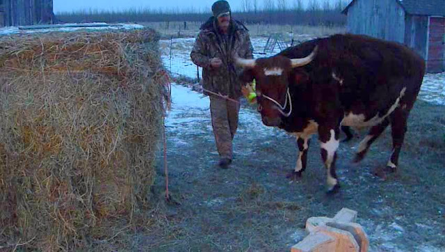 storybrookeripples: ox and dog blog: To Make a Single Ox Yoke, Part 8