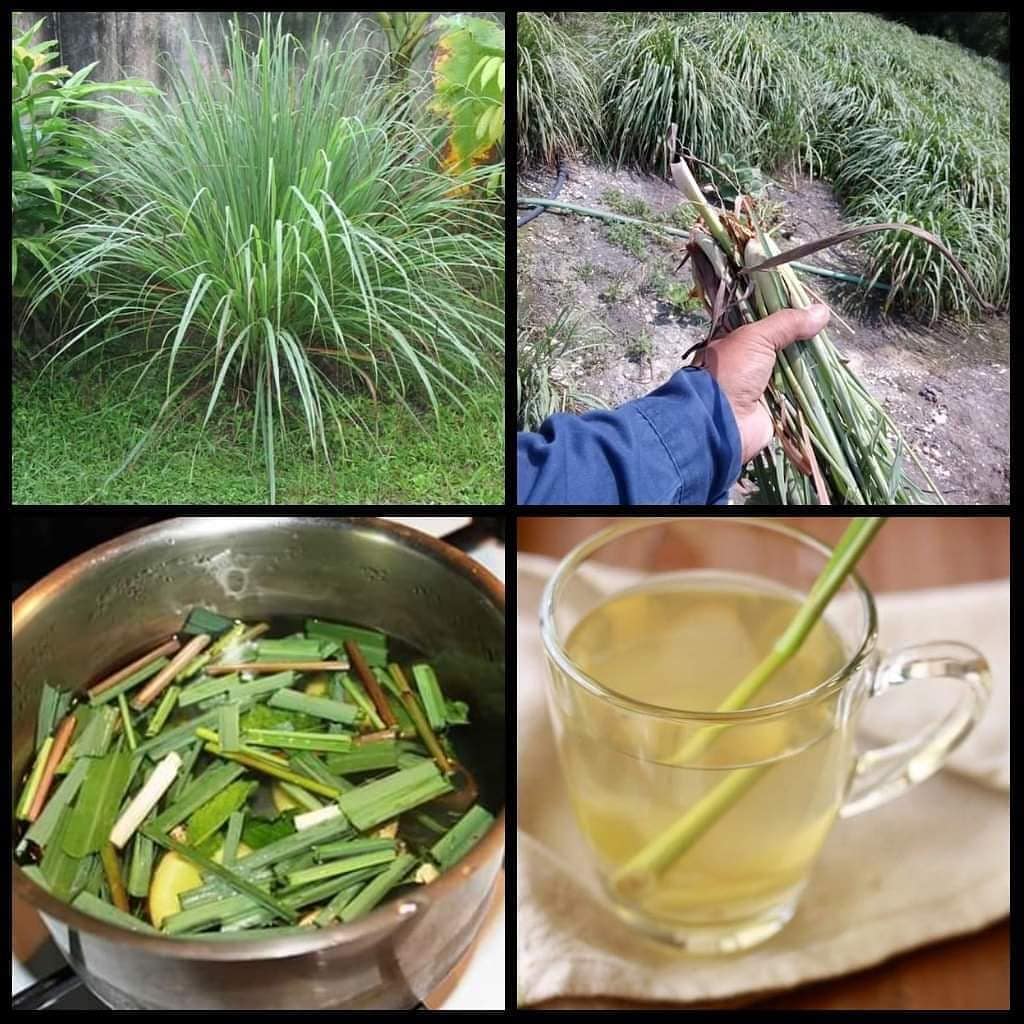 Alamin ang mahalagang benepisyo ng 'Lemongrass' o Tanglad sa ating ...