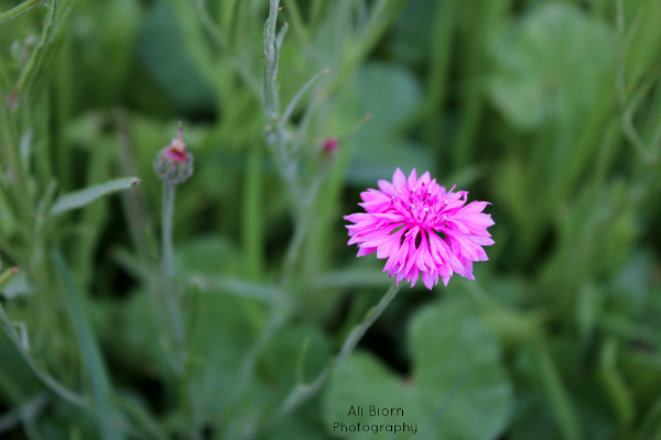 Bachelor Button Flowers of Many Colors - Ali Biorn Photography