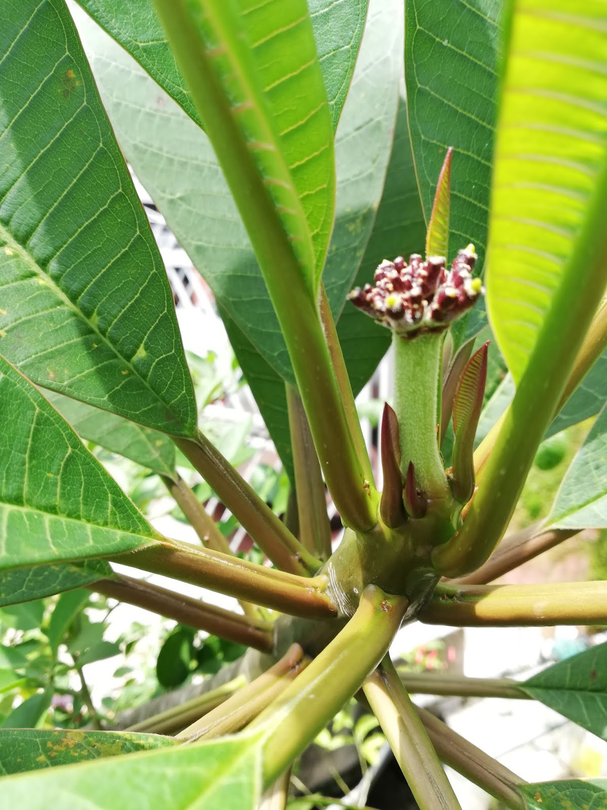 Garden Chronicles of James David: How to Care and Cultivate Plumeria ...