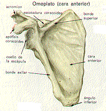 Diseccion del Miembro superior: HUESOS DEL MIEMBRO SUPERIOR