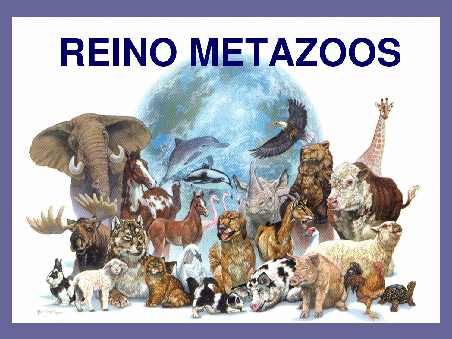 ZOOLOGÍA Y FISIOLOGÍA ANIMAL: Metazoos