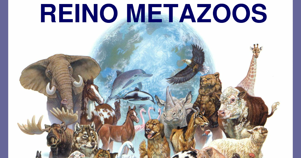 ZOOLOGÍA Y FISIOLOGÍA ANIMAL: Metazoos