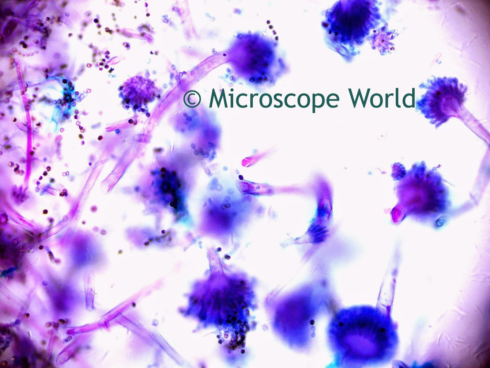 Microscope World Blog: February 2014
