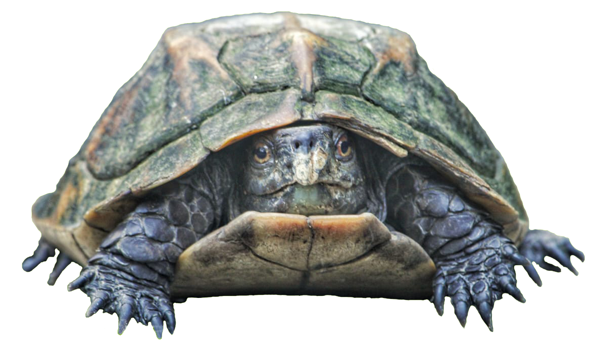 A Bhutanese Herpetographer: A Guide to the Reptiles of Bhutan