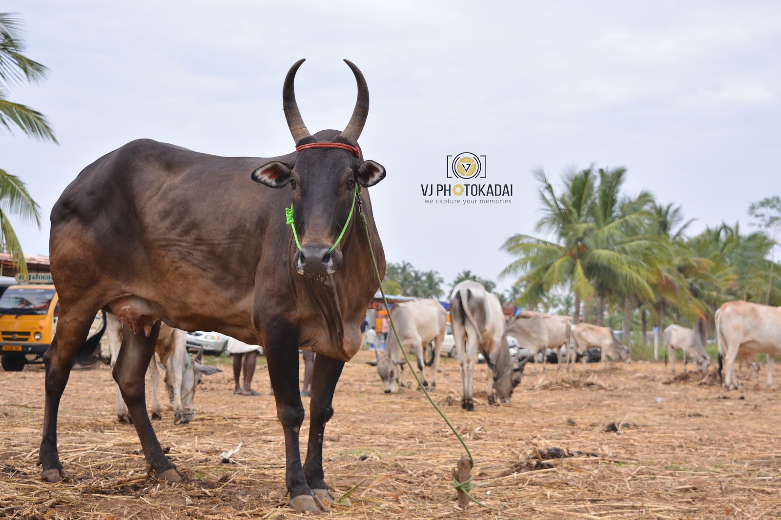 Vj Photo kadai: Tamil Nadu Cattle breeds (Naatu Maadu) an quick review.