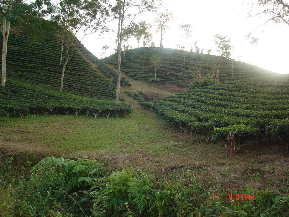 watermark: Tirap District