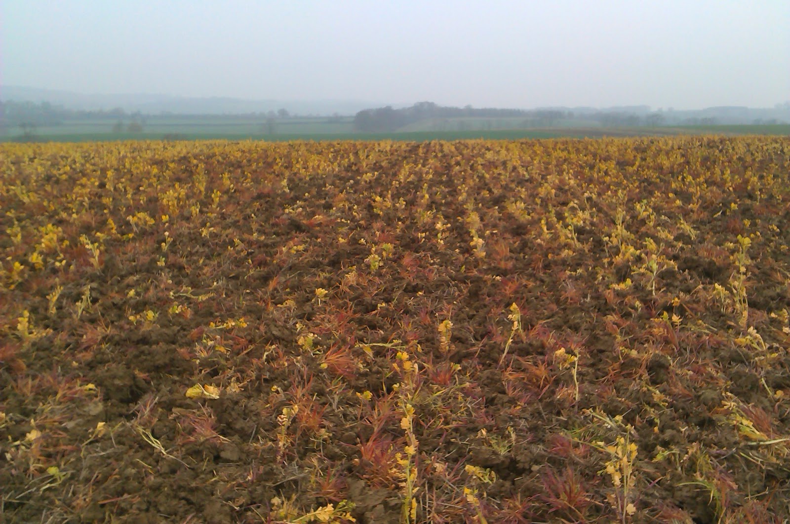 The Loddington Estate: Oil radish cover crop sown with spring oats
