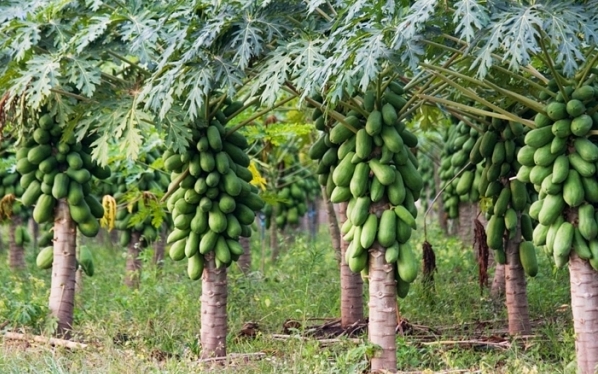 AsiaFarming: Papaya Cultivation Information