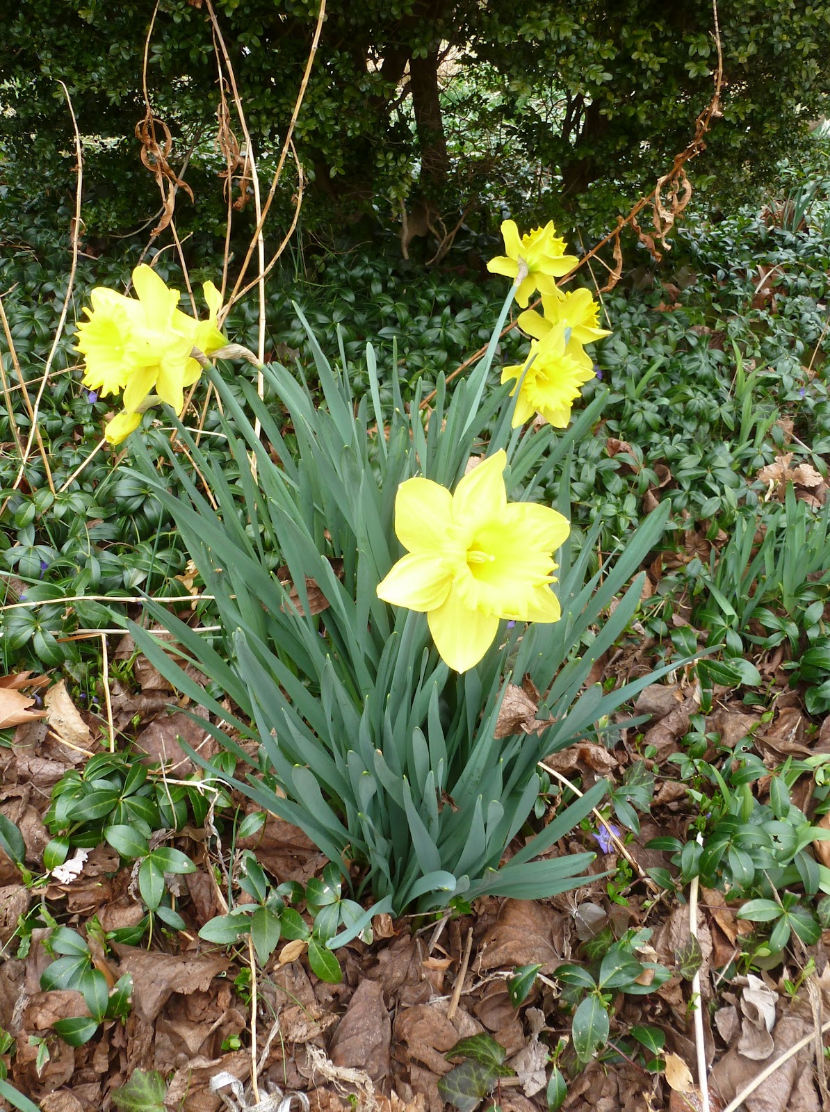 Jarvis House: Early Spring 2012 Flowers in the Jarvis House Garden